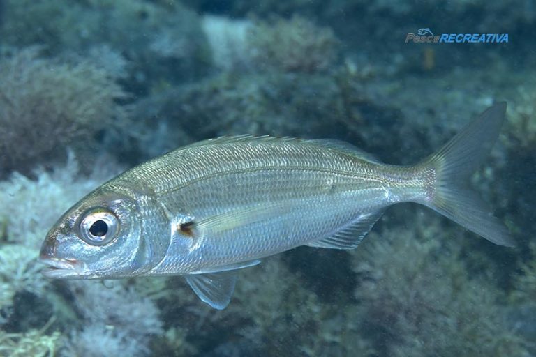 El besugo información y características